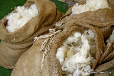 How to Shear a Sheep and Other Fiber Animals - Countryside